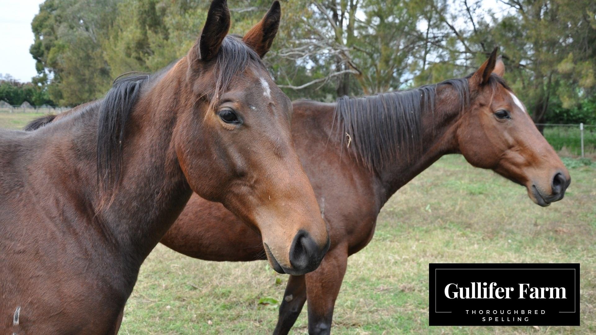Gullifer Farm Thoroughbred Spelling